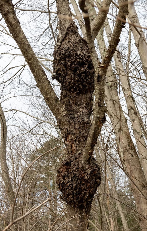 Burls on tree stock photo. Image of wood, plant, woodland - 269147552