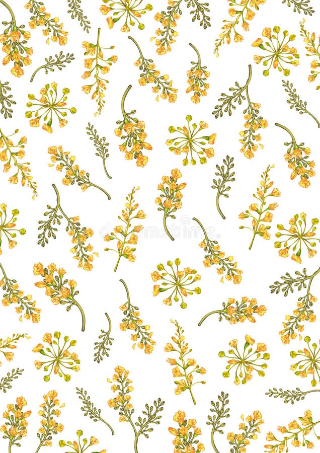 Burma padauk flower stock illustration. Illustration of burmapadauk ...