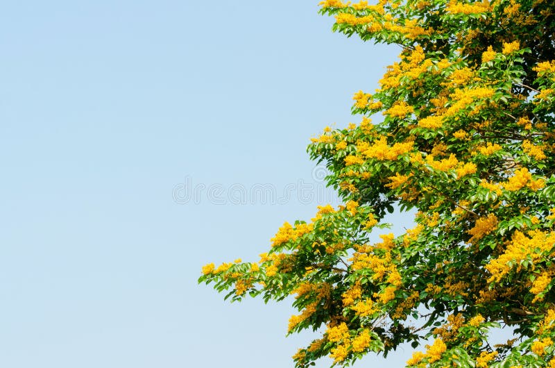Pterocarpus Macrocarpus Flower with the Bees Find Food on Nature Sky ...