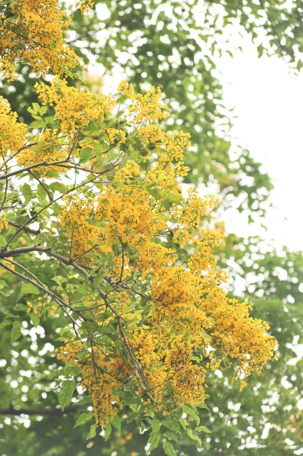 Malay Padauk Fruit Stock Photos - Free & Royalty-Free Stock Photos from ...