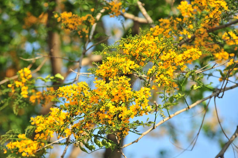 Burma padauk tree flower stock image. Image of garden - 146394359