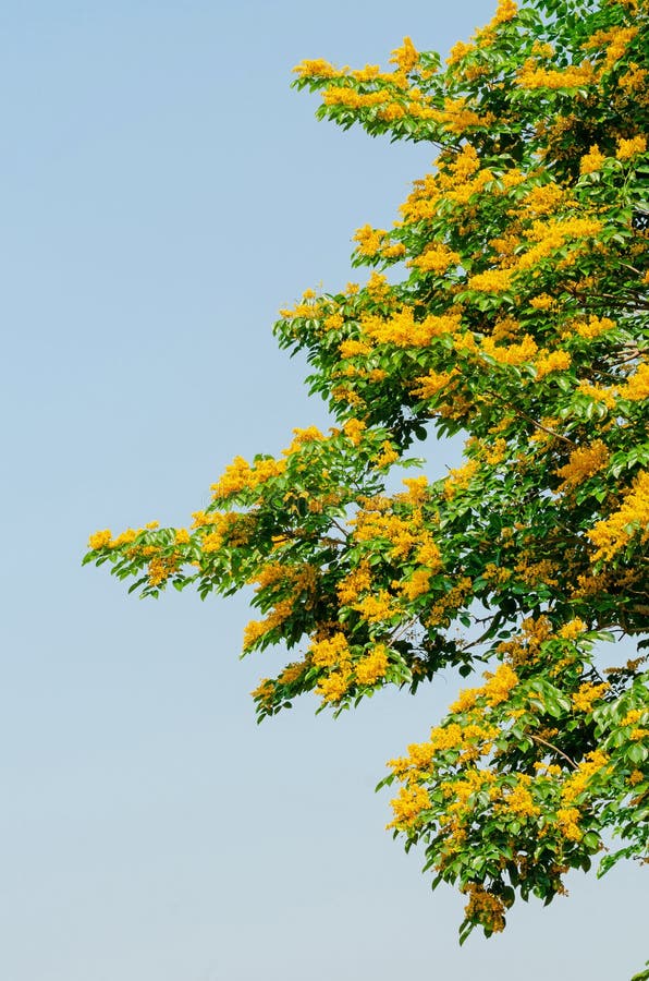 513 Padauk Tree Stock Photos - Free & Royalty-Free Stock Photos from ...