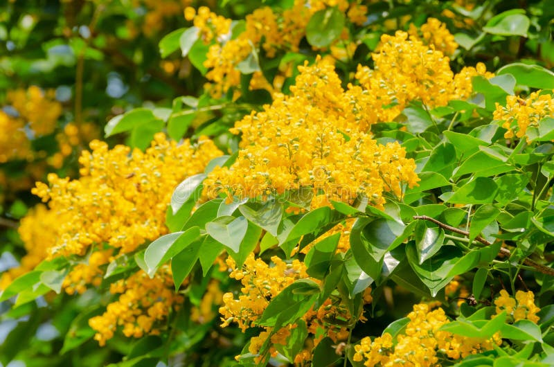 Burma padauk tree flower stock image. Image of garden - 146394359