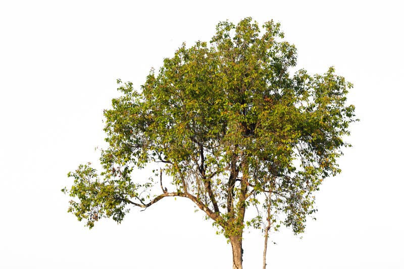 2,328 Sal Tree Stock Photos - Free & Royalty-Free Stock Photos from ...