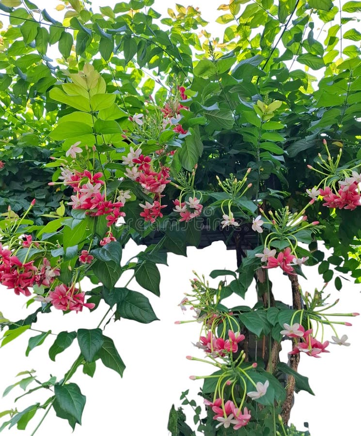 Burma Yasmin Flower Blooming Stock Image - Image of flower, blooming ...