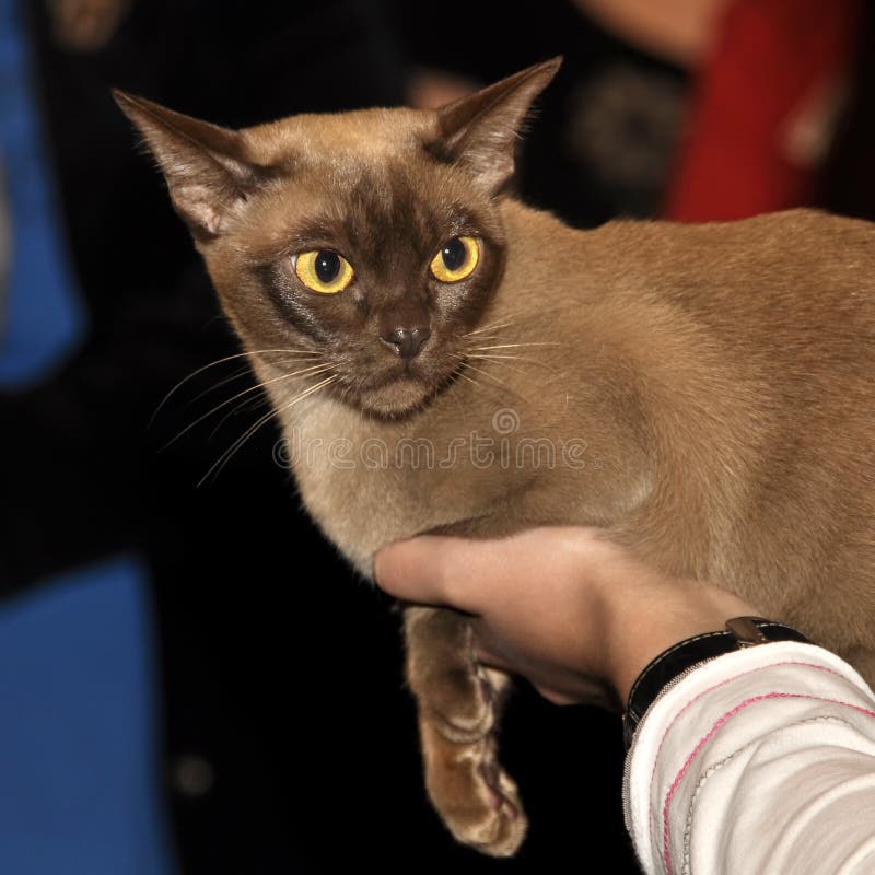 Burma katt fotografering för bildbyråer. Bild av katt - 1488863