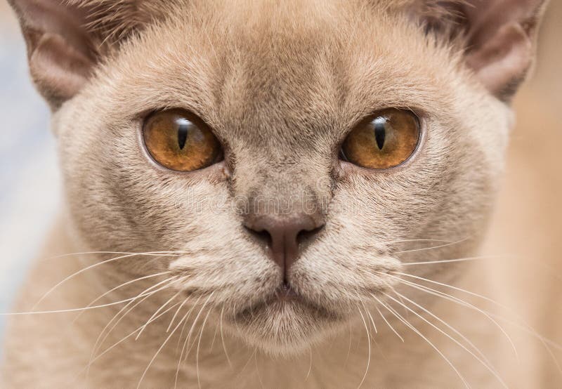 Burma katt arkivfoto. Bild av burma, hemhj, katt, gulligt - 20233050