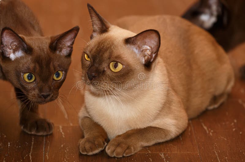 Burman Cat and Kitty stock photo. Image of domestic - 213985476
