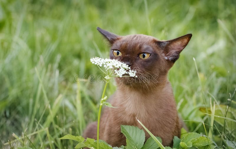 Burman Kitty in a Green Grass Stock Photo - Image of looking, asian ...