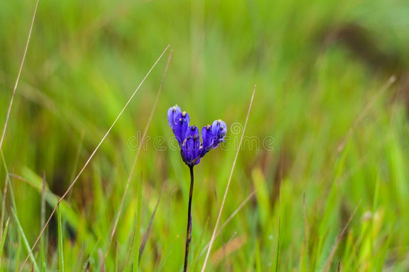 Burmannia flower stock photo. Image of burmannia, fragile - 82859868