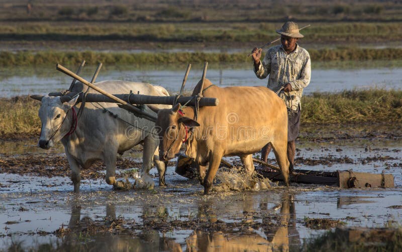 Burmese Agriculture - Hiegu Paddy Fields - Myanmar Editorial Photo ...