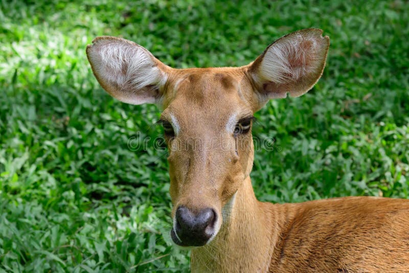 Burmese brow-antlered deer stock photo. Image of environment - 76499886