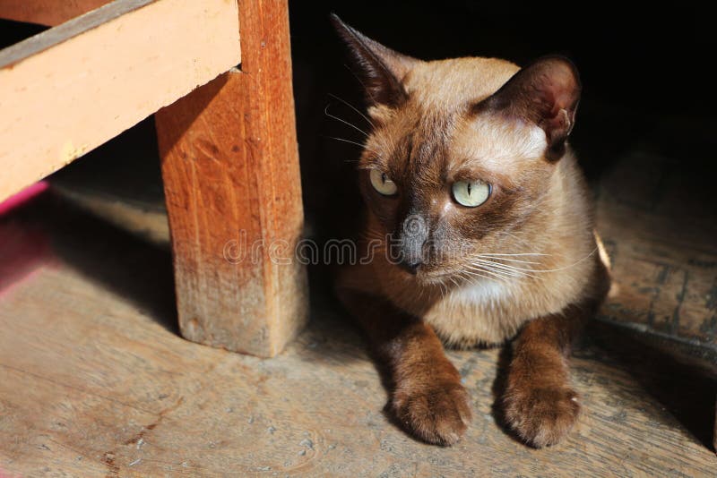 Burmese Cat Lying Under the Table on the Floor and it is Looking at ...