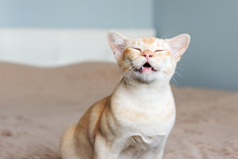 Burmese Cat with Open Mouth in the Room Stock Image - Image of interior ...