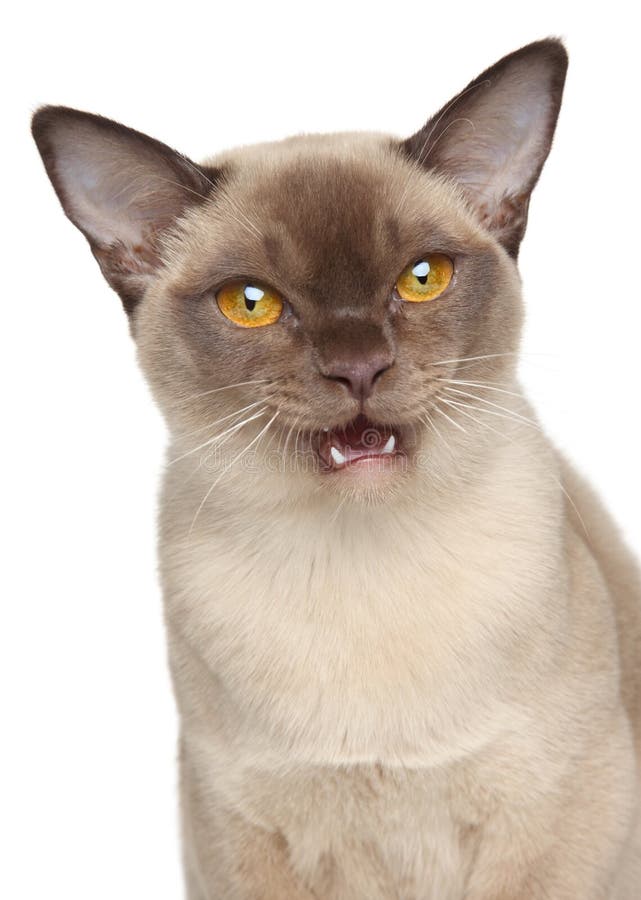 Burmese cat portrait stock image. Image of burma, teeth - 22518565