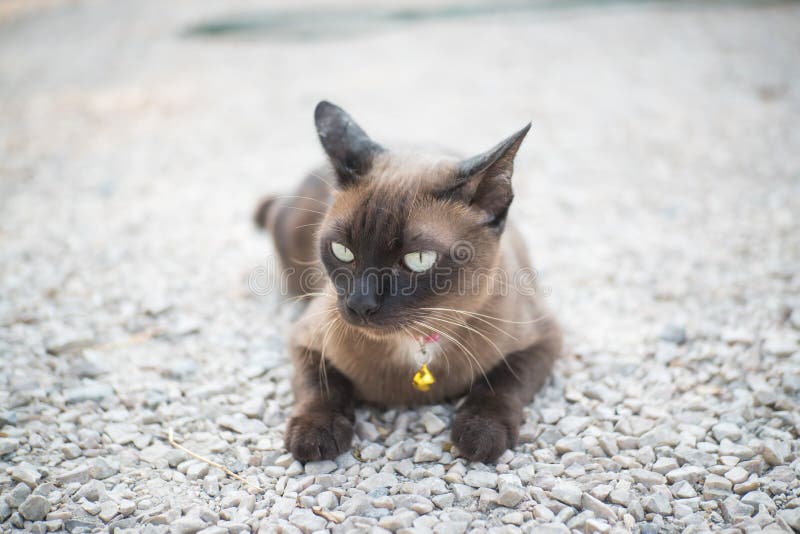 Burmese cat stock photo. Image of thaicat, outdoor, closeup - 67509960