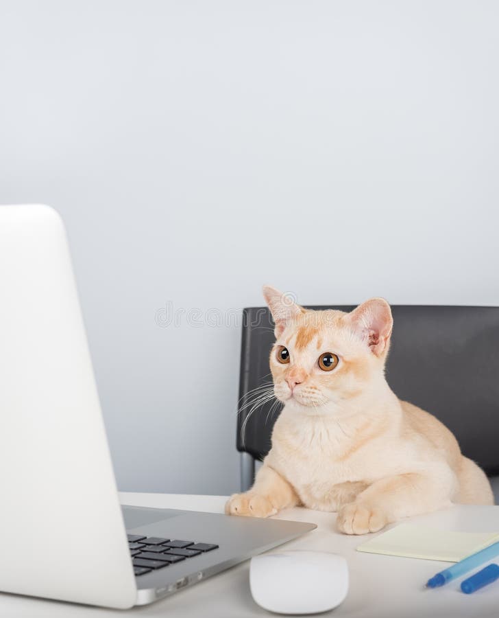 Burmese Cat Sitting at Laptop Indoors Stock Photo - Image of distance ...