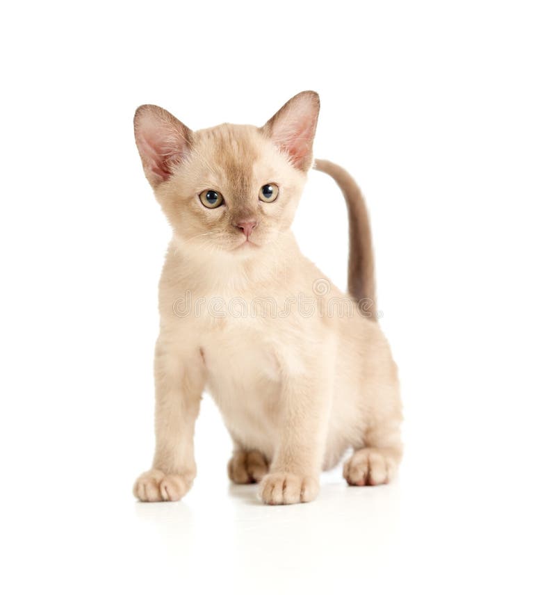 Burmese Cat Sitting on White Stock Image - Image of beautiful, european ...