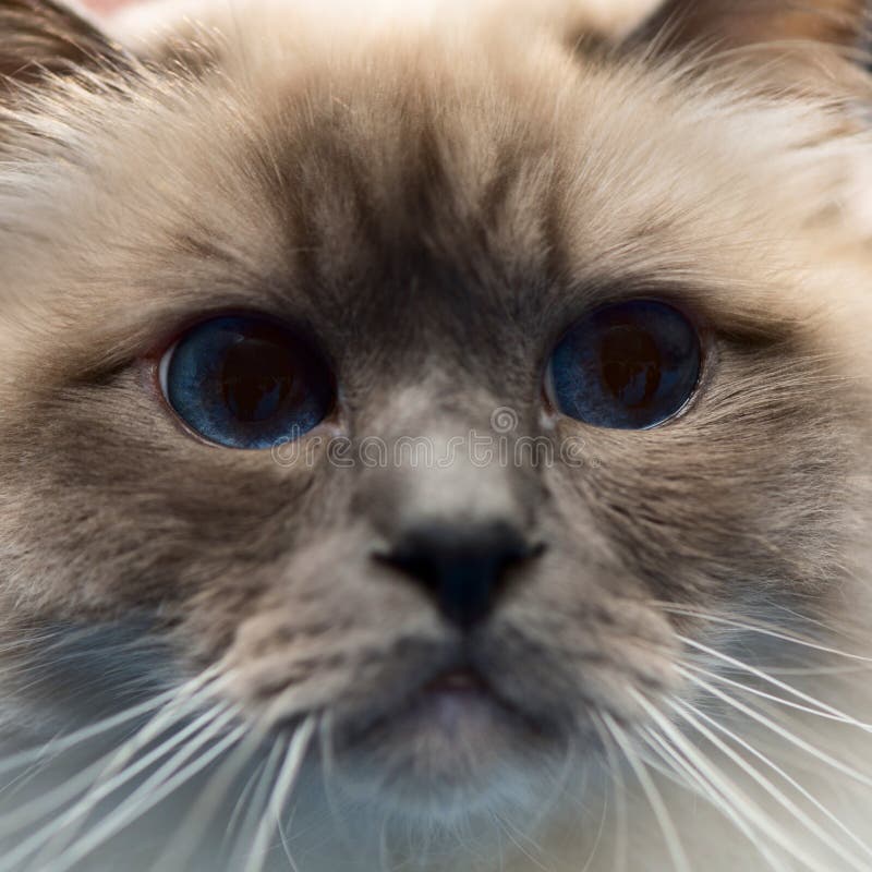 Burmese cat snout stock photo. Image of face, nose, snout - 51876932