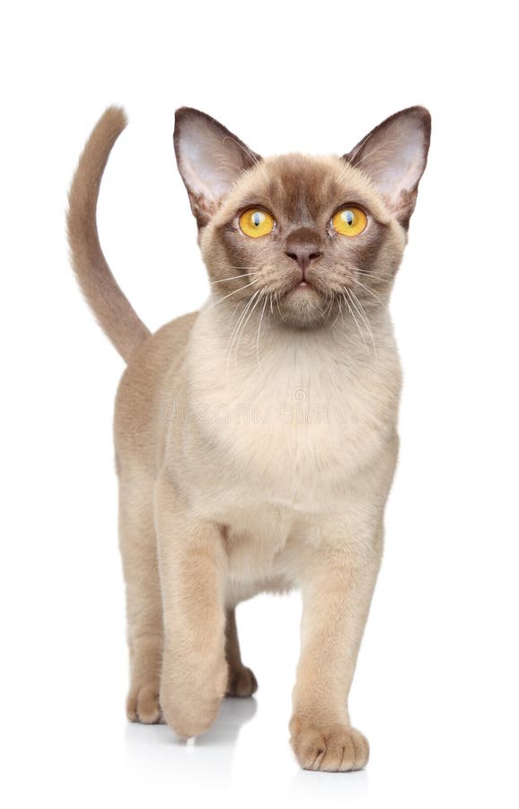 Burmese Cat Stock Images - Download 1,997 Royalty Free Photos
