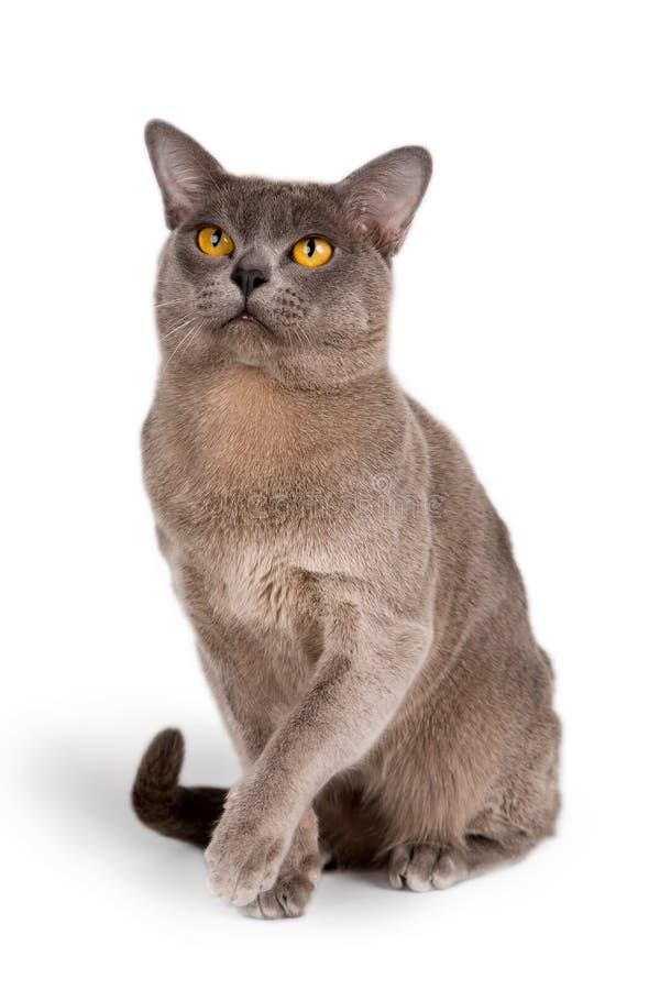 3,173 Burmese Cat Stock Photos - Free & Royalty-Free Stock Photos from ...