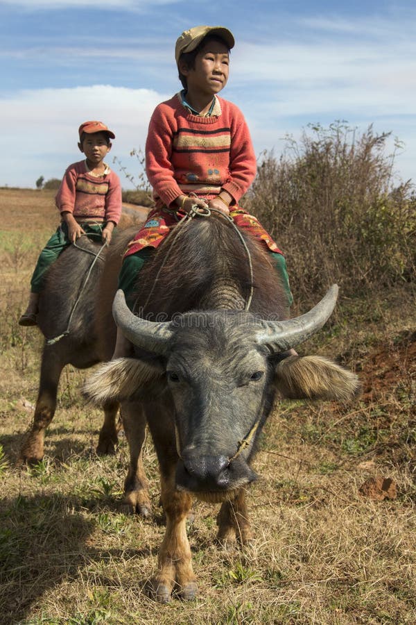 Burmese Children - Water Buffalo - Myanmar (Burma) Editorial ...