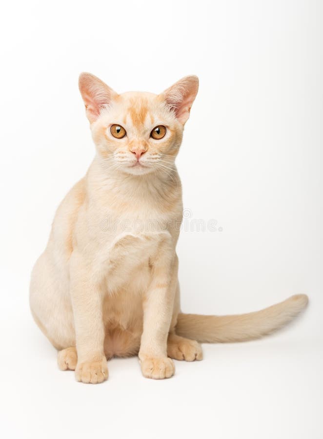 Burmese Cream Kitten Full Length Stock Photo - Image of full, playful ...