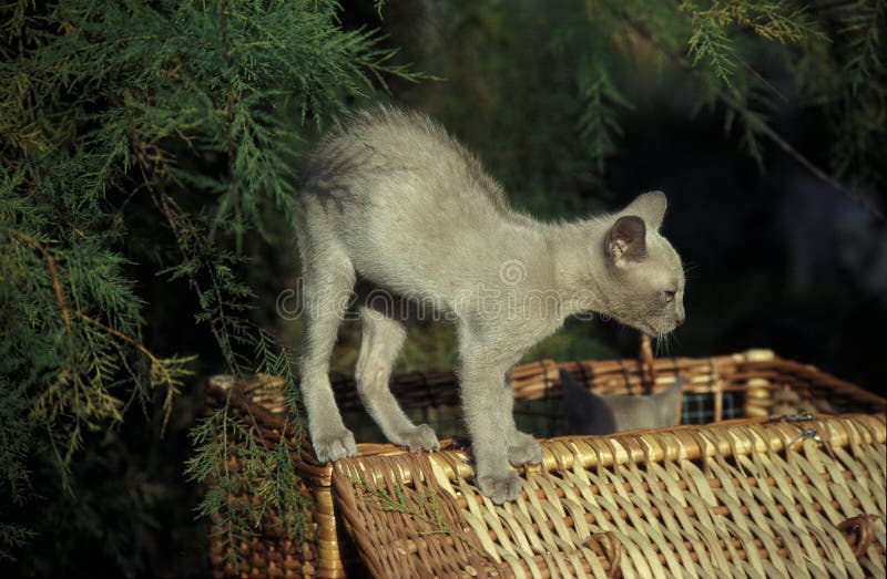 230 Arched Back Cat Stock Photos - Free & Royalty-Free Stock Photos ...