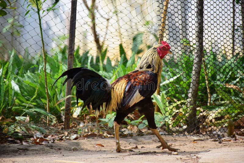 Burmese game rooster. stock photo. Image of burmese, rooster - 69009620