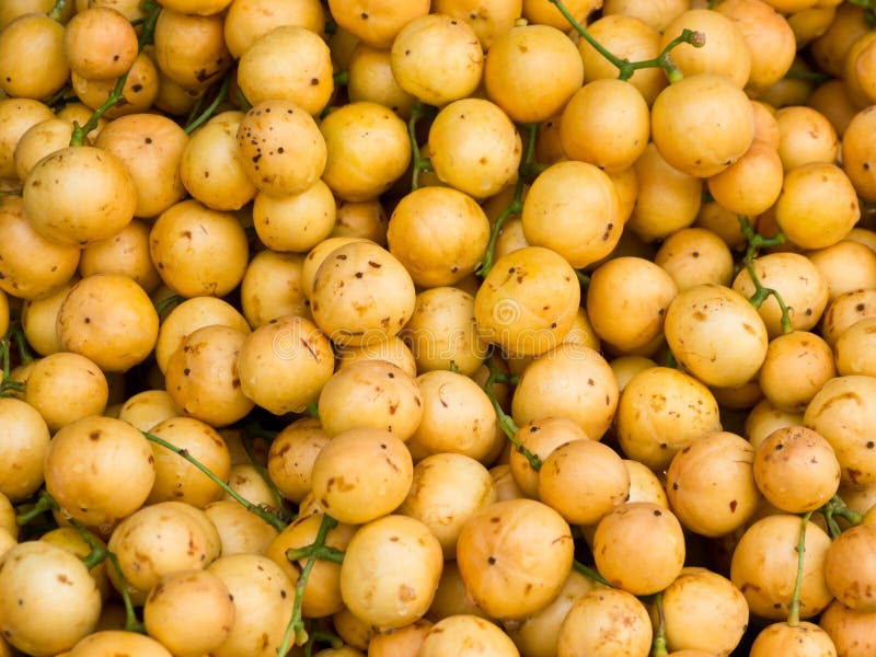 Burmese Grape stock image. Image of nutrition, healthy - 32218065