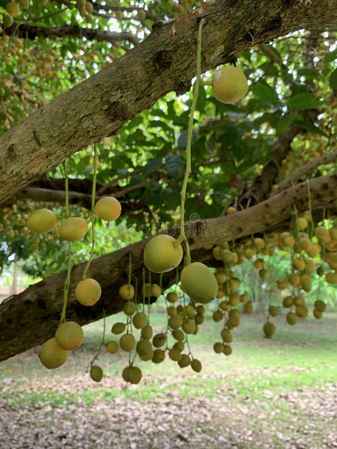 306 Burmese Grape Stock Photos - Free & Royalty-Free Stock Photos from ...