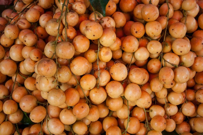 Burmese Grape stock image. Image of nutrition, healthy - 32218065