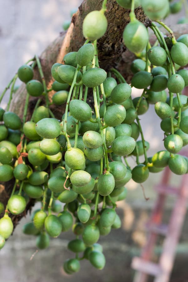 Burmese grape or rambai stock image. Image of asia, bangladesh - 114794913