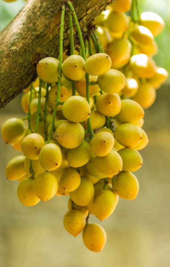 Burmese Grape Rambai Tree Stock Photos - Free & Royalty-Free Stock ...