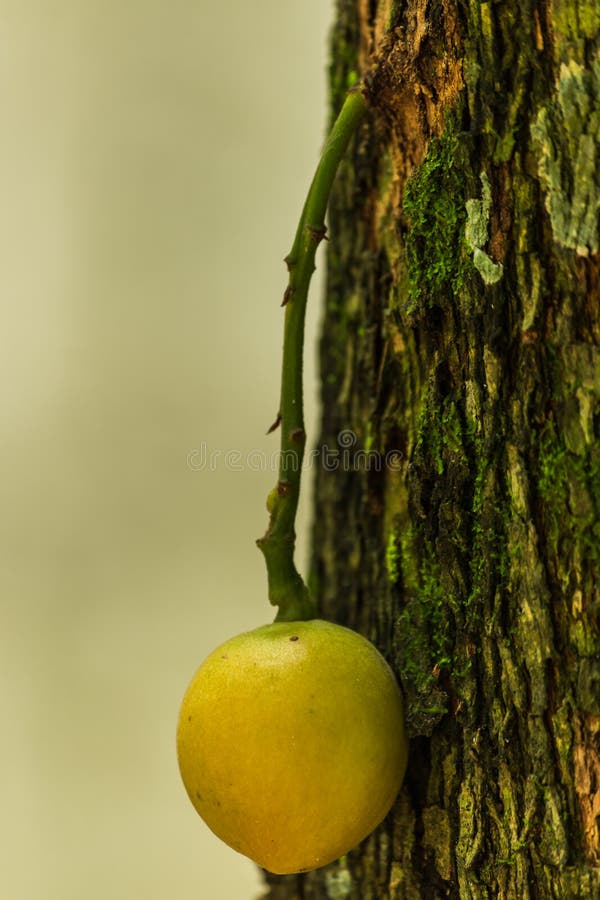 Burmese Grape Rambai Tree Stock Photos - Free & Royalty-Free Stock ...