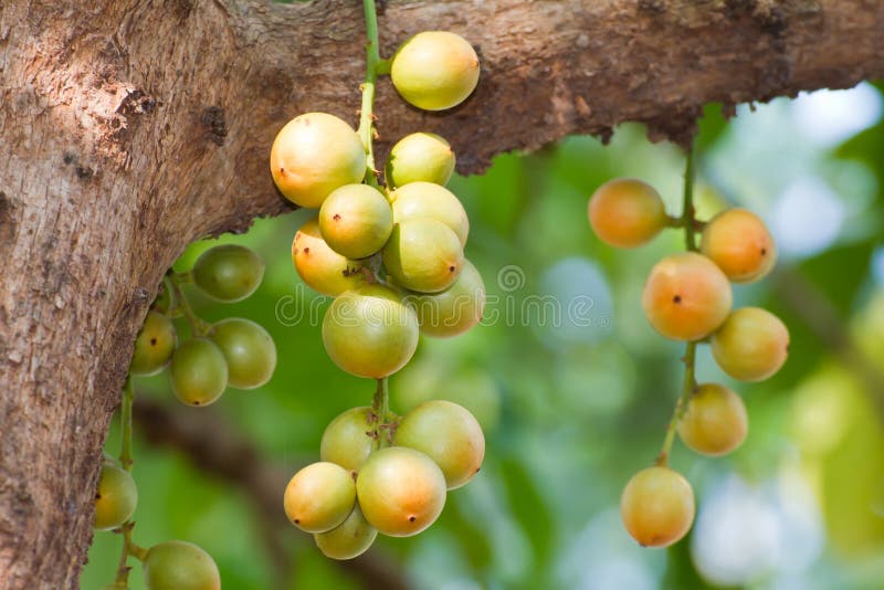 Burmese Grape stock image. Image of background, harvest - 32218065