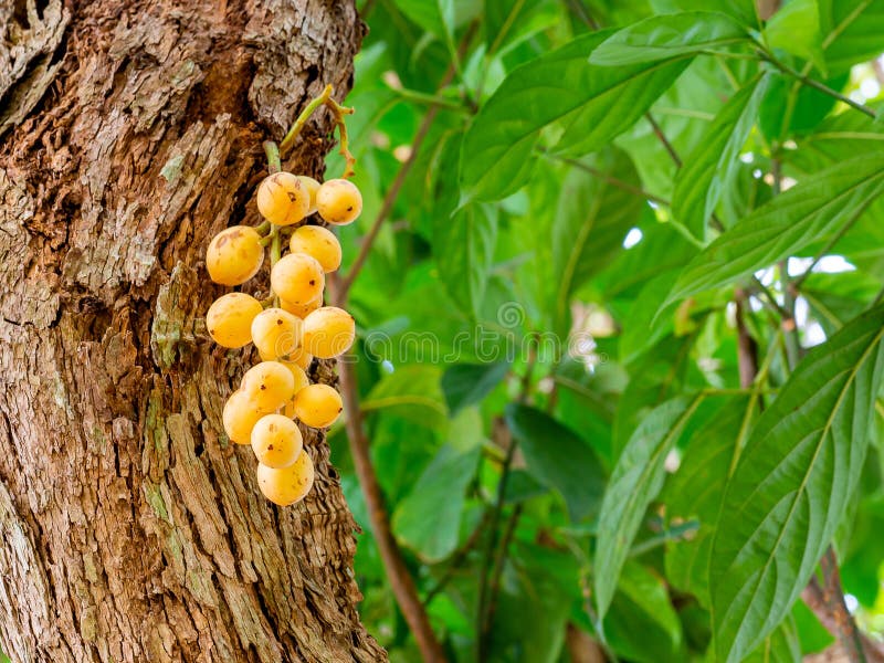 Burmese Grape on Tree, Science Name: Baccaurea Ram Flora Stock Image ...