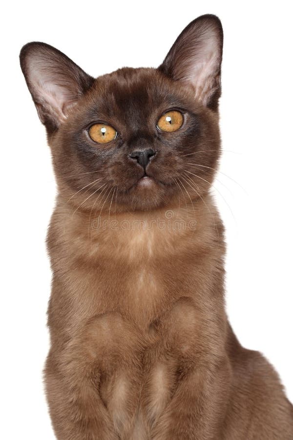 Burmese Cat on White Banner Stock Photo - Image of feline, isolated ...