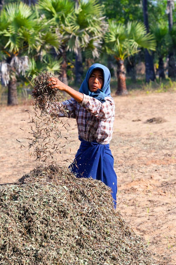 Burmese man editorial stock image. Image of poor, handicraft - 51200764