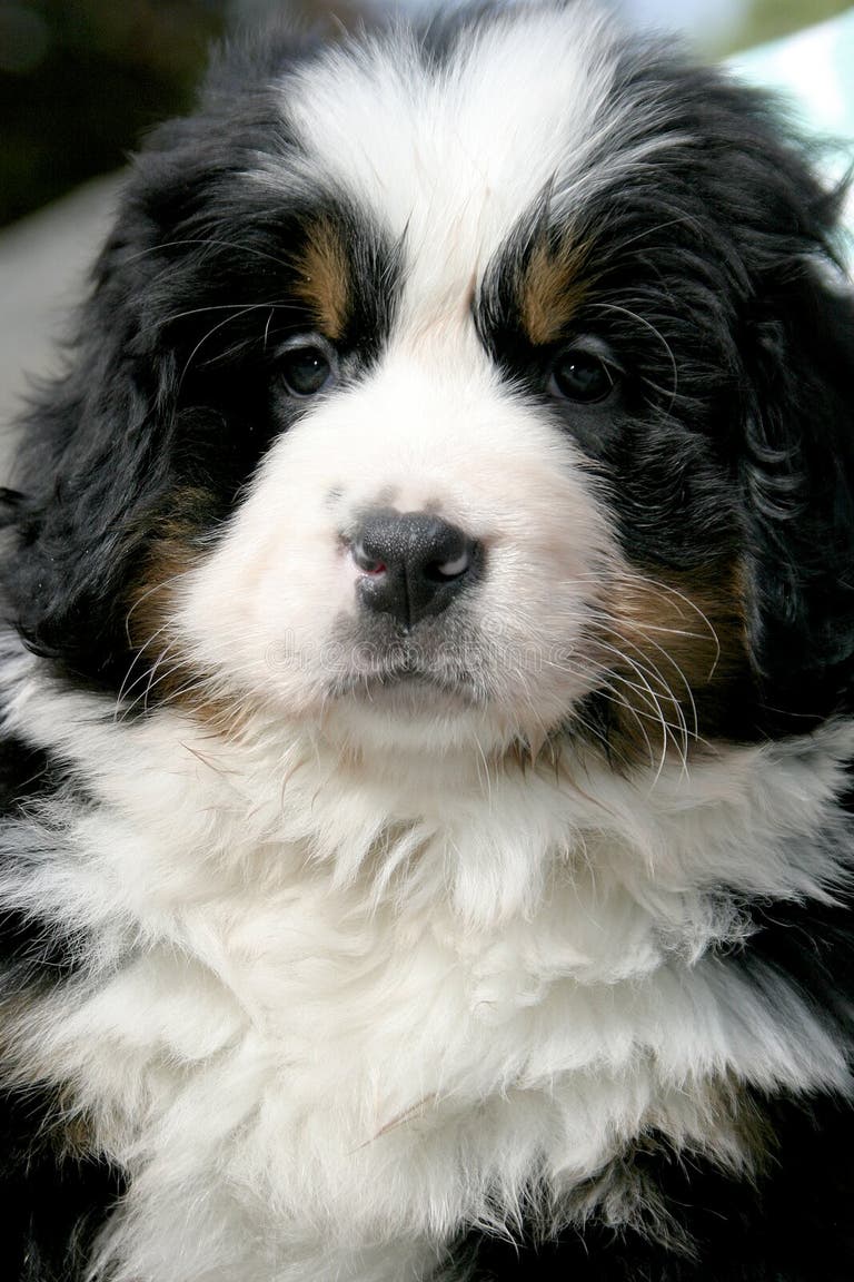 Burmese Water Dog Doodle Stock Photos - Free & Royalty-Free Stock ...