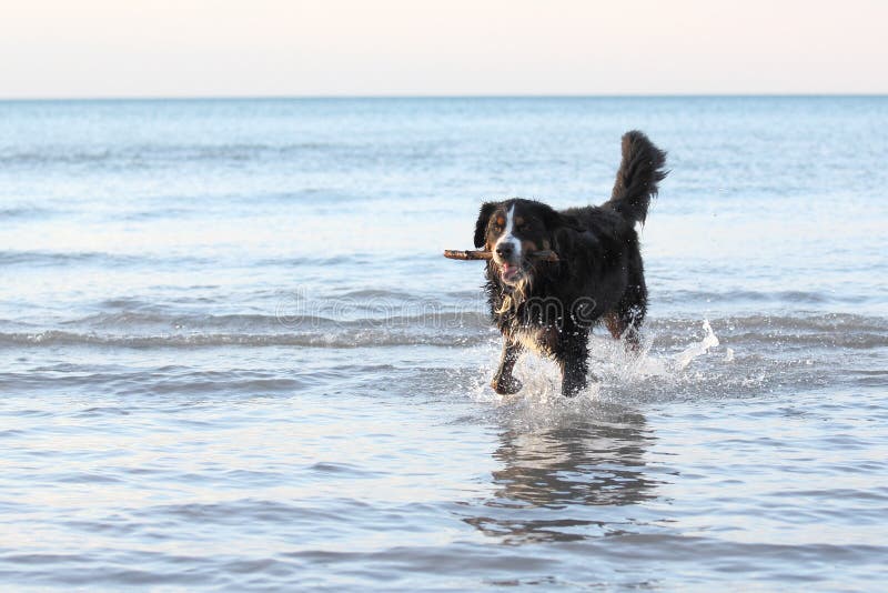 Burmese Mountain Dog Retrieving a Stick Stock Photo - Image of carry ...