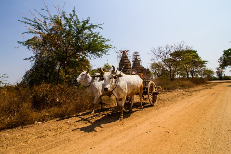 Burmese ox cart stock photo. Image of adult, copy, animal - 91943818