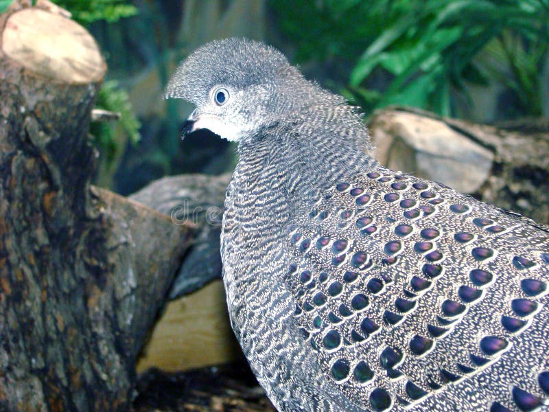 Burmese Peacock Polyplectron Bicalcaratum Stock Image - Image of ...