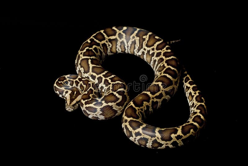 Burmese python stock image. Image of copy, sinister, herpetology - 10485885