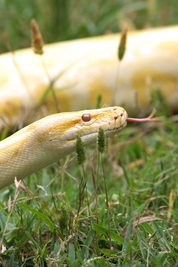 Burmese Python Albino Snake Stock Photo - Image of exotic, curve: 7417444