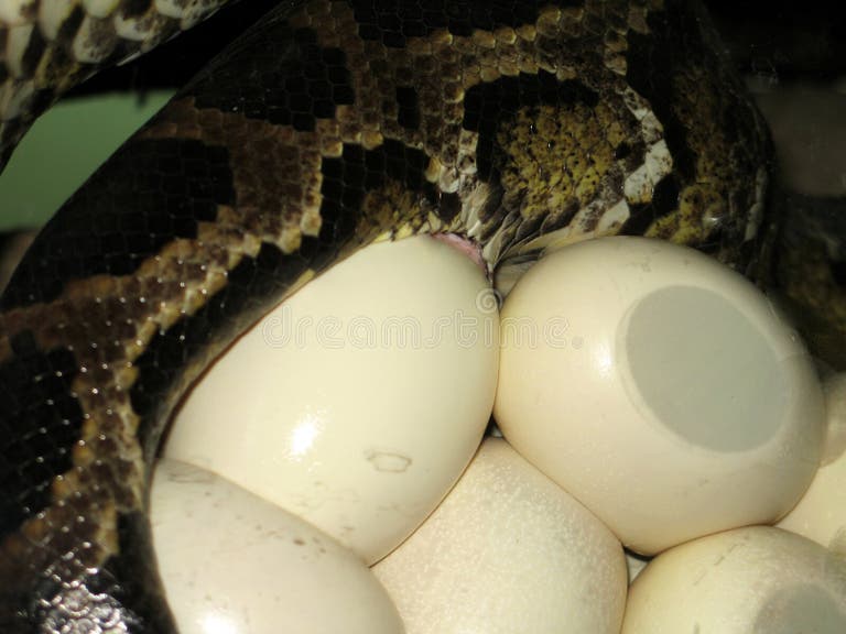 Burmese Python (Python Bivittatus) Stock Image - Image of python ...