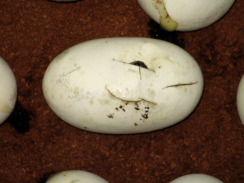 Burmese Python (Python Bivittatus) Stock Image - Image of white, nature ...