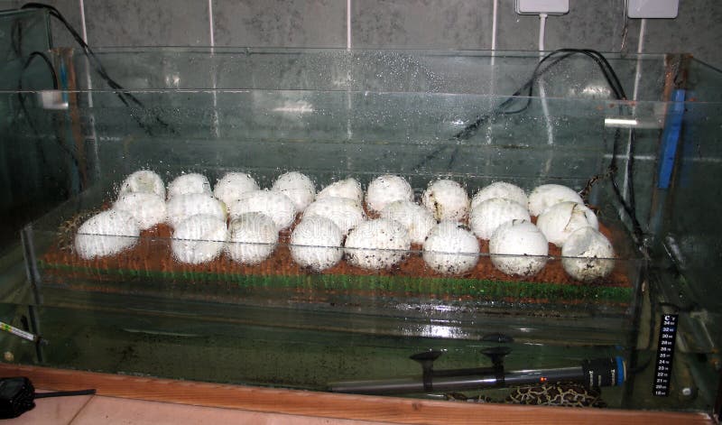 Burmese Python (Python Bivittatus) Stock Photo - Image of serbia ...