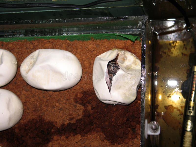 Burmese Python (Python Bivittatus) Stock Image - Image of sweetness ...