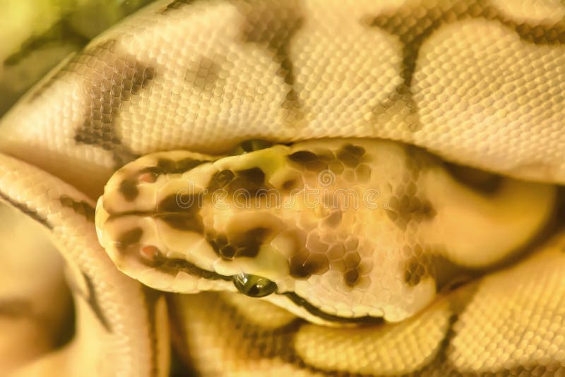 Burmese python stock photo. Image of black, skin, texture - 109795538